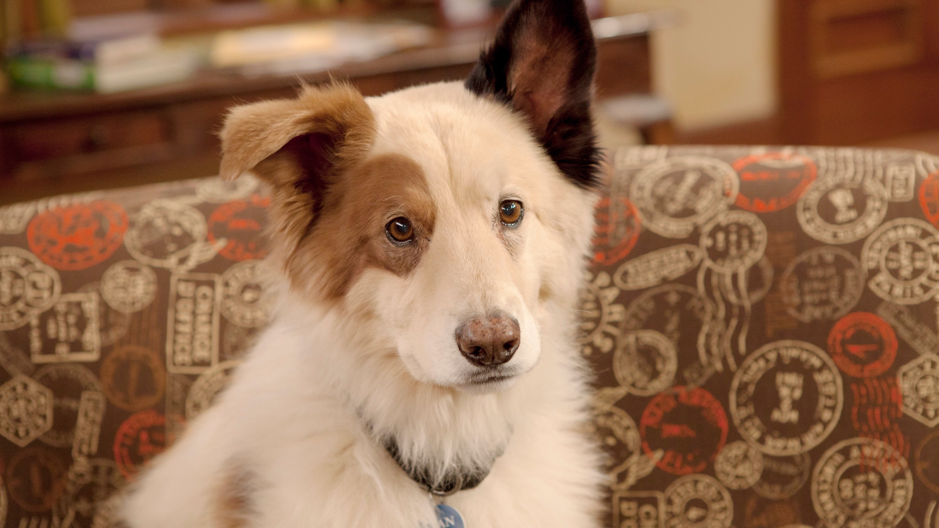 Dog With A Blog Movie Theme Songs TV Soundtracks Dog With A Blog Movie Theme Songs TV Soundtracks